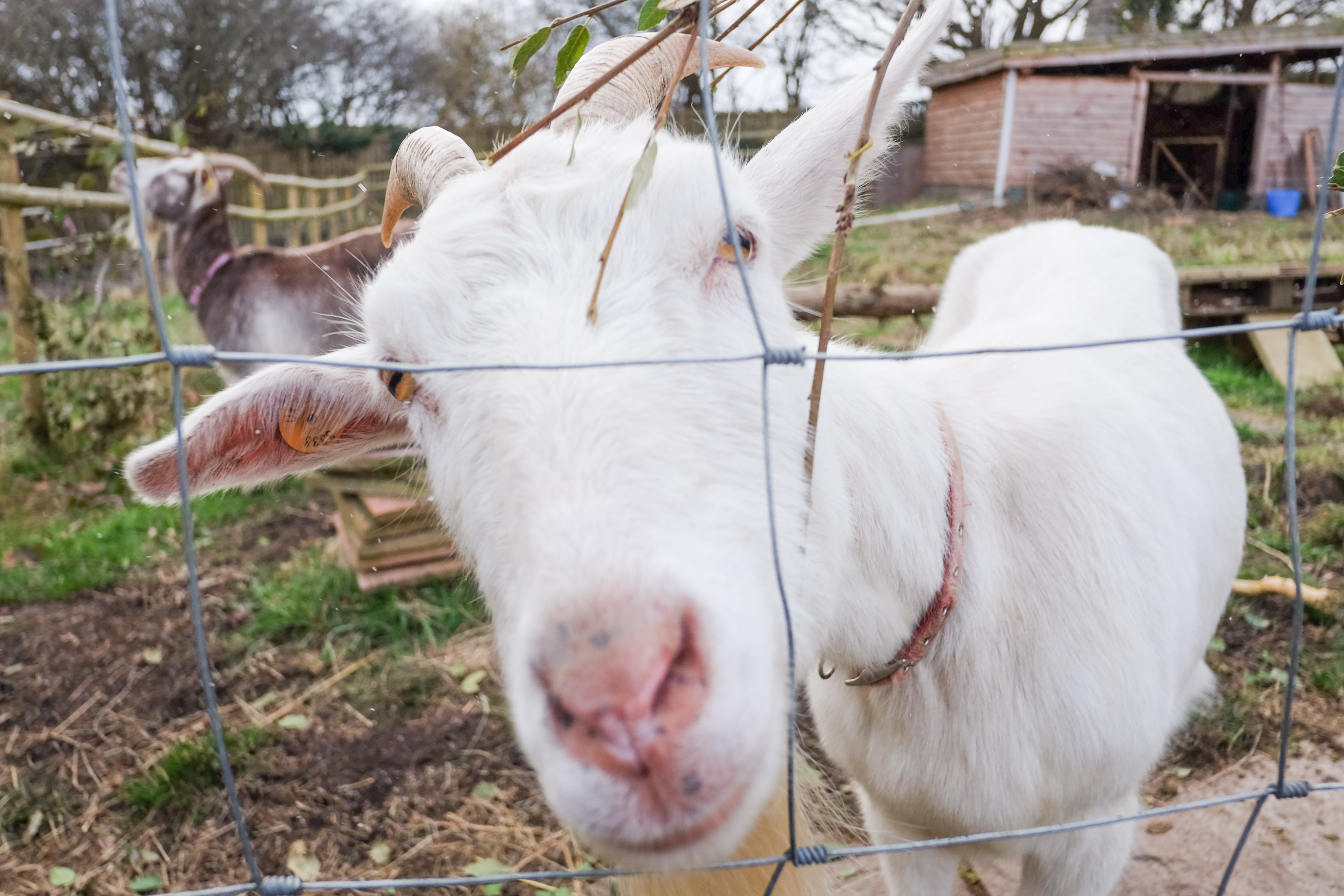 Our Members: Street Goat - Bristol Food Producers