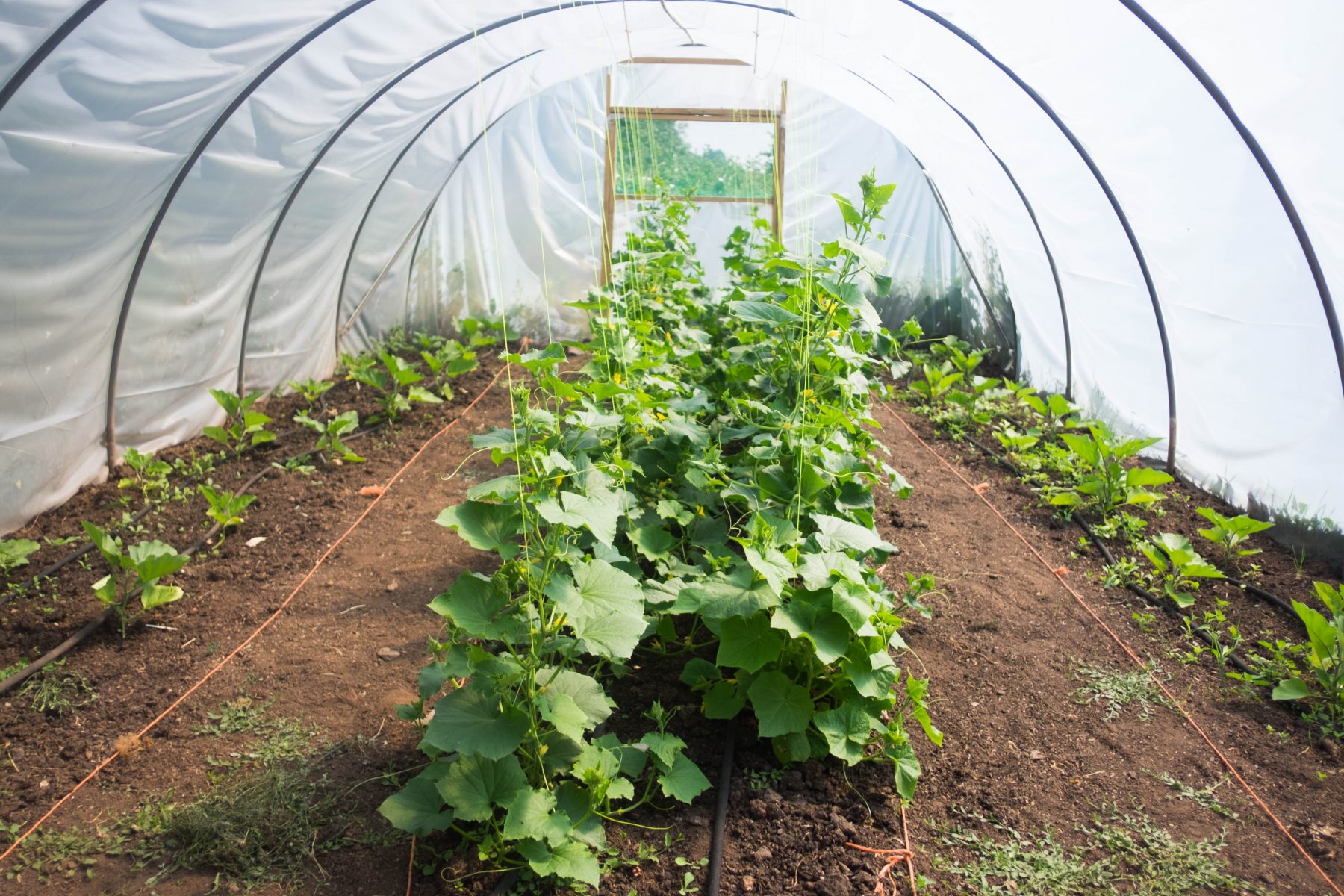 Our Members: Elm Tree Farm - Bristol Food Producers