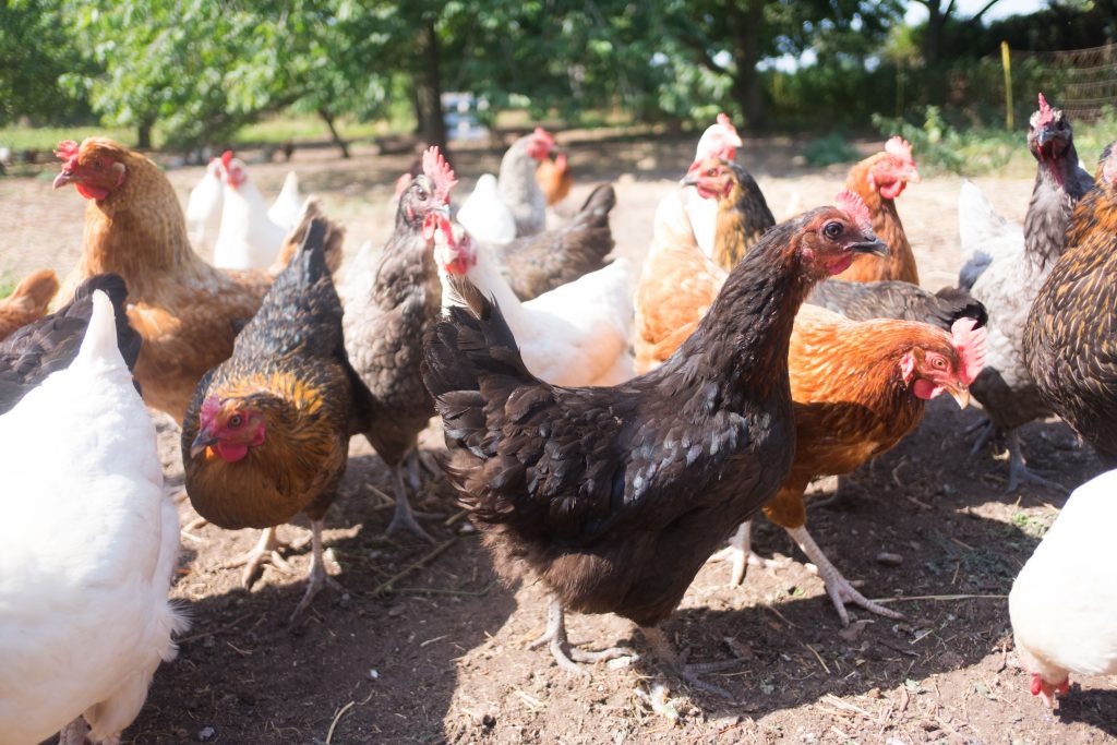 Our Members: Elm Tree Farm - Bristol Food Producers